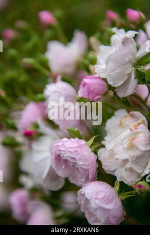 Rose flowers and rose buds covered with morning dew in a summer garden ...