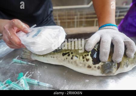 Technicians inject chips into the red finned puffer fish for scanning ...