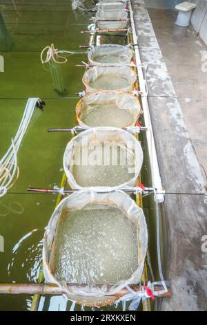 The red finned pufferfish eggs by the breeding pool are hatching Stock ...