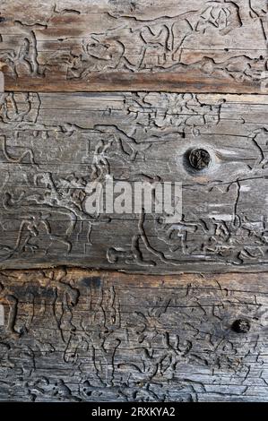 texture of the old spoiled wood damaged Stock Photo - Alamy