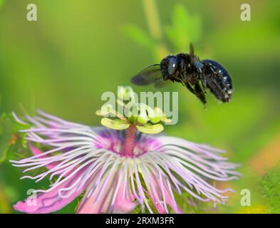 Southern Carpenter Bee (Xylocopa micans) Insecta Stock Photo - Alamy