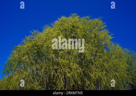 Willow tree canopy under the blue sky Stock Photo - Alamy