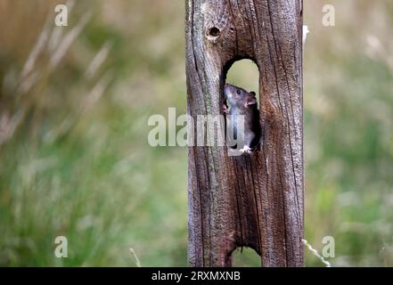 Brown rats down on the farm Stock Photo - Alamy