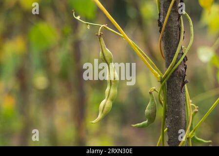 Homegrown beans in village farm on late summer Stock Photo - Alamy