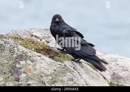 Northern Raven (Corvus corax) Cornwall August 2023 Stock Photo - Alamy