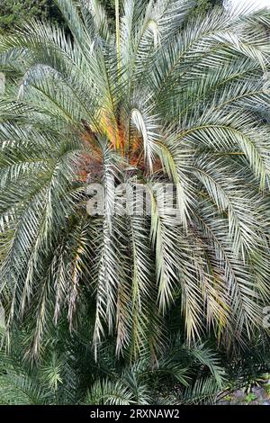 Cretan date palm (Phoenix theophrasti) is a palm endemic to Crete and nearby islands. With ...