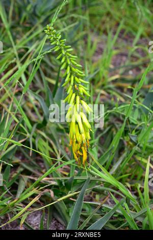 Fence aloe (Aloe tenuior or Aloiampelos tenuior) is a branched ...