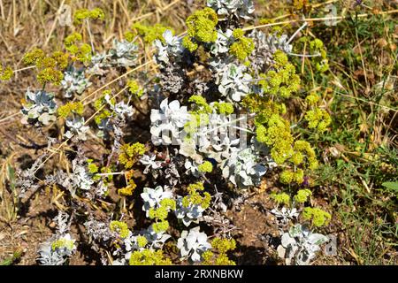 Conejo buckwheat (Eriogonum crocatum) is a perennial shrub endemic to ...