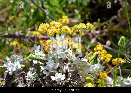 Conejo buckwheat (Eriogonum crocatum) is a perennial shrub endemic to ...