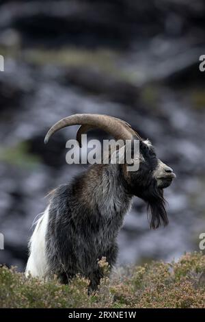 Wild British Primitive Feral Goat in the Mendip Hills, Somerset Stock ...