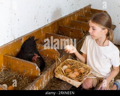 Boy collecting eggs from the nests into a basket in the henhouse ...