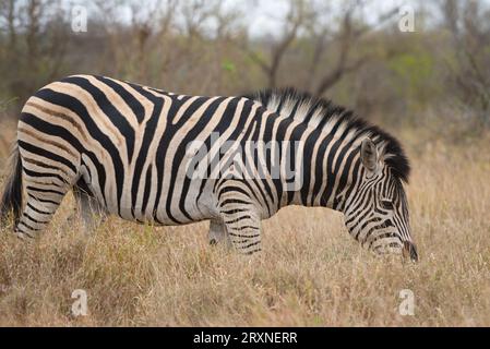 Zebra in the sabanna. Cebra en la sabana Stock Photo - Alamy