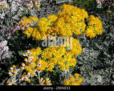 Yarrow, Achiellea Yellow achillea millefolium (Achillea tomentosa Stock ...