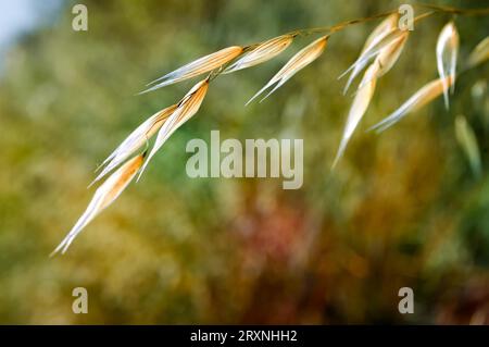 Close up of an oat branch under the warm summer sun Stock Photo - Alamy