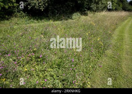 Wildflower meadows with cut paths at Compton Verney 18th Century manor ...