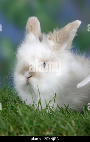 Young Teddy Lop-Ear Rabbit, 5 weeks Stock Photo - Alamy
