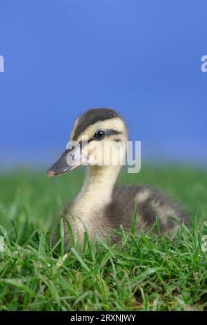 Chinese Runner Duck, chick, 2 weeks, domestic duck Stock Photo - Alamy