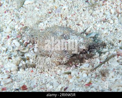 Little dragonfish (Eurypegasus draconis), House Reef Dive Site ...