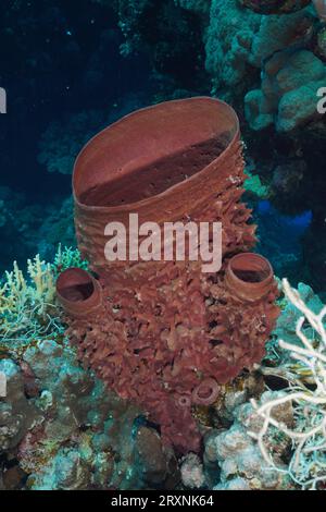 Spiny tube sponge (Callyspongia crassa), Dive site House Reef Mangrove ...