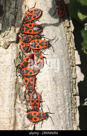 Firebugs (Pyrrhocoris apterus), Germany Stock Photo - Alamy