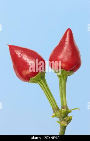 Sweet pepper (Capsicum annuum), fruits Stock Photo - Alamy