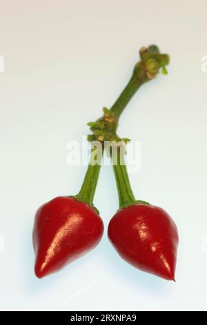 Sweet pepper (Capsicum annuum), fruits Stock Photo - Alamy