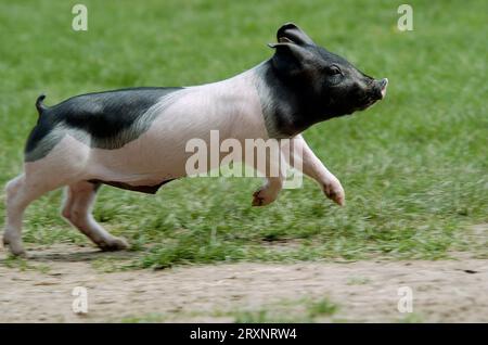 Swabian-Hallow pig, piglets, pigs, lateral, detachable Stock Photo - Alamy