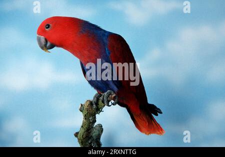 Female Red-sided Eclectus Parrot Stock Photo - Alamy