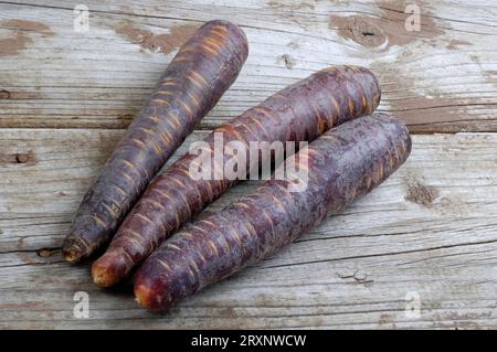 Carrots 'Beta Sweet' (Daucus carota sativus), Carrots 'Beta Sweet ...