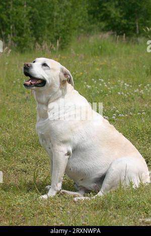 Overweight fat labrador retriever dog sitting and panting, isolated on ...
