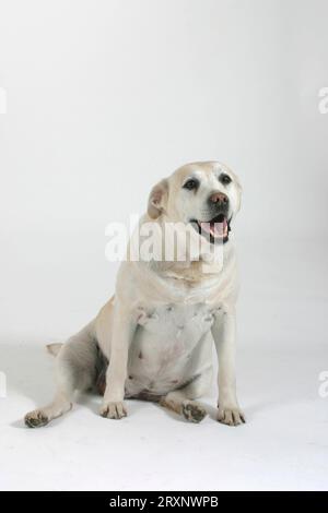 Overweight fat labrador retriever dog sitting and panting, isolated on ...
