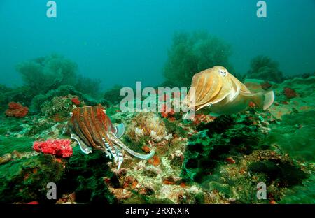 Pharaoh Cuttlefish (Sepia pharaonis), Andaman sea, Myanmar, Burma ...