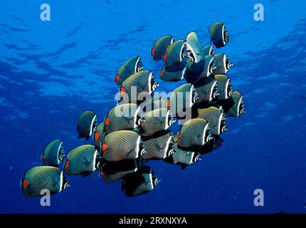 Pakistani Butterflyfish (Chaetodon collare), Ari atol, Red tailed ...