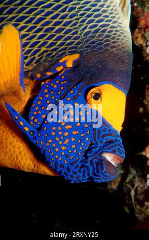 Yellow-faced Angelfish, Maldives, Blueface Angelfish (Pomacanthus Queen ...