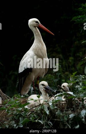 White stork - waterfowl Stock Photo - Alamy