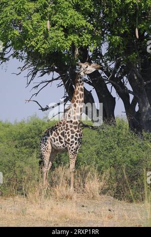 The tallest land animal browses on thorny acacia reaching branches ...