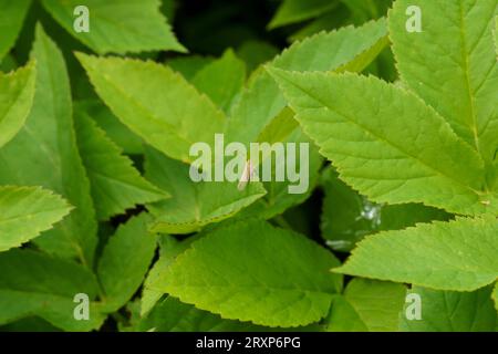 Stenocranus minutus Family Delphacidae Genus Stenocranus Delphacid ...