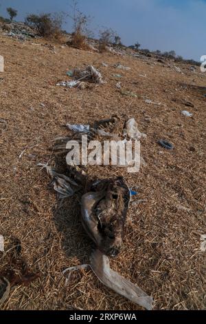 Animal cemetery, with rotting carcasses in the open air with dead cow ...