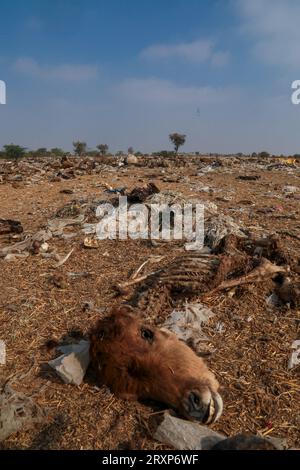 Animal cemetery, with rotting carcasses in the open air with dead cow ...