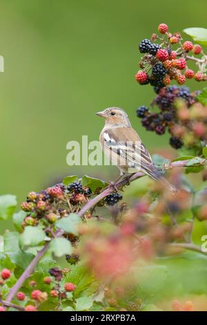 Chaffinch juvenile male perched on a branch, close up, in Scotland in ...