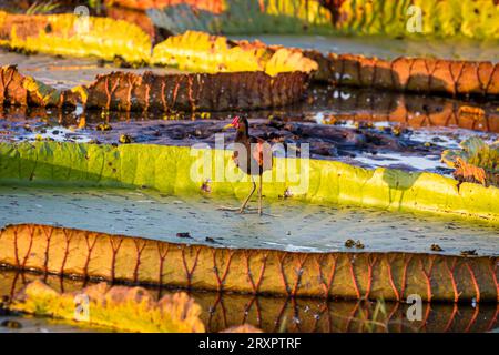 Wattled jacana (Jacana jacana) standing on Giant Water Lily (Victoria ...