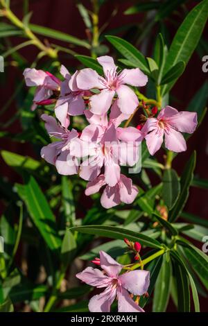 Oleander, Nerium oleander, Nerium indicum tree Stock Photo - Alamy