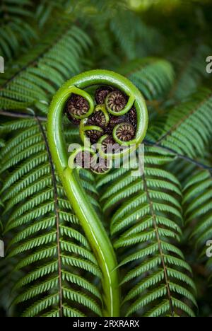 The koru (Maori for "loop or coil") is a spiral shape based on the ...