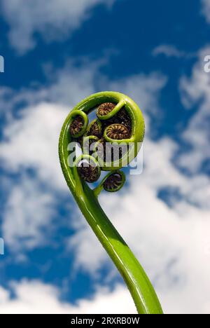 The koru (Maori for "loop or coil") is a spiral shape based on the ...