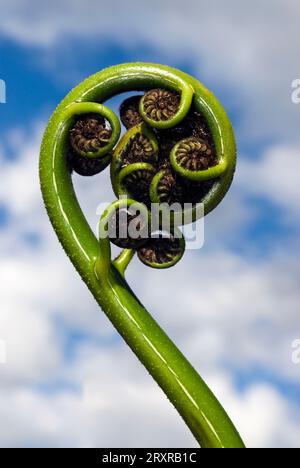 The koru (Maori for "loop or coil") is a spiral shape based on the ...