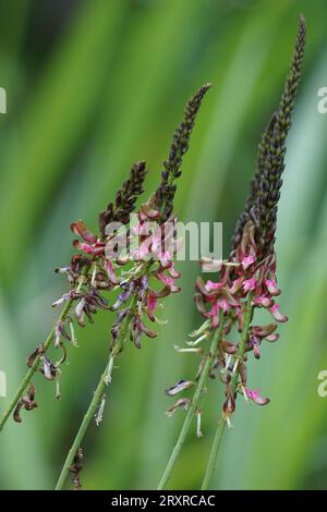 Indigofera Zollingeriana (Also called tarum, nila). In Indonesia, the ...