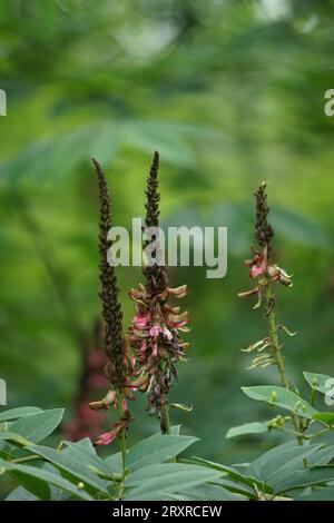 Indigofera Zollingeriana (Also called tarum, nila). In Indonesia, the ...