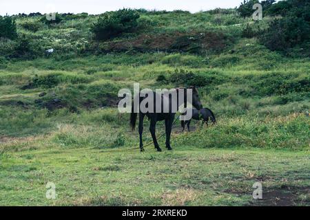 Animals in Jeju Stock Photo - Alamy