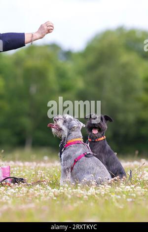 Small dog being trained in a park with owner Stock Photo - Alamy