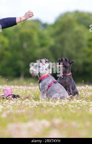 Small dog being trained in a park with owner Stock Photo - Alamy